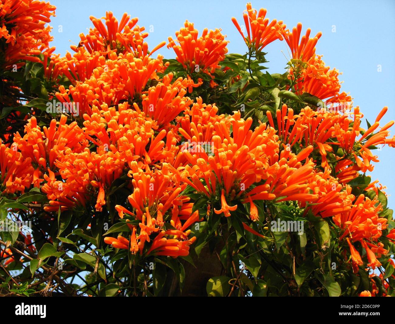 Gorgeous orange trumpetvine bush Stock Photo - Alamy