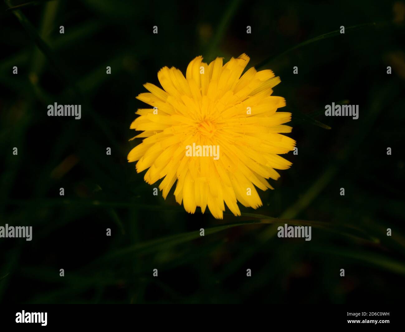 Closeup top view of a beautiful Dandelion flower in blossom Stock Photo ...