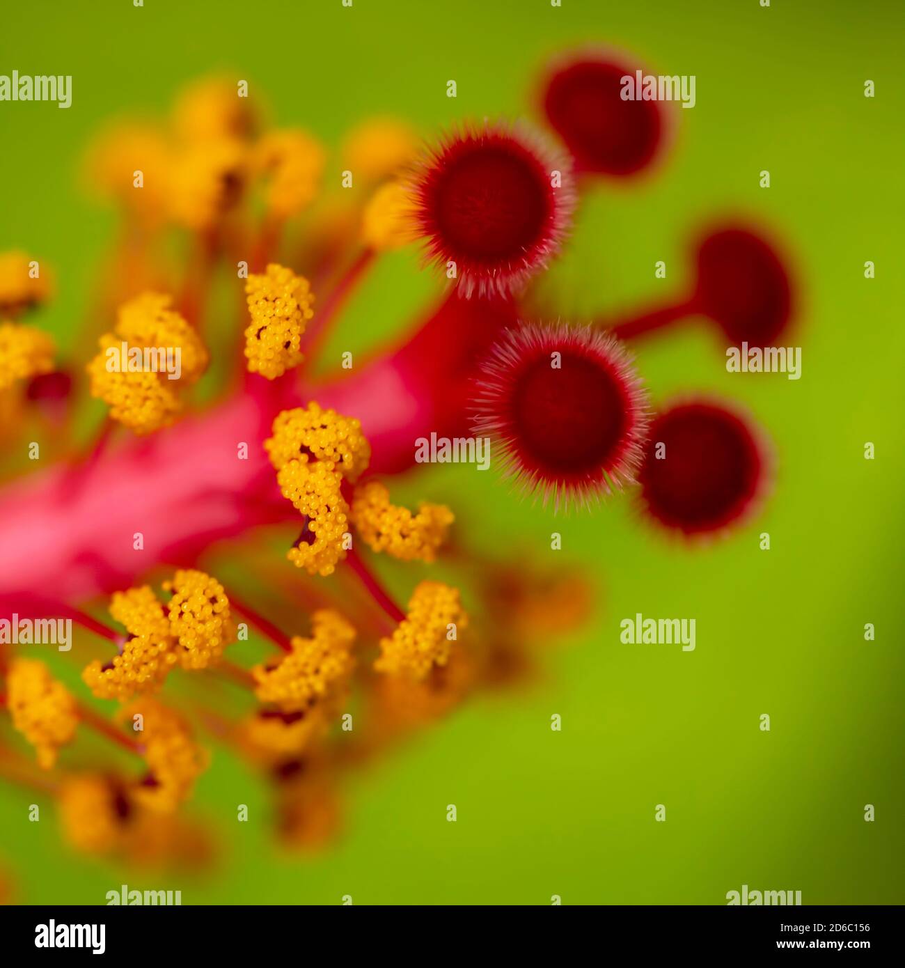 Hibiscus flower pollen hi-res stock photography and images - Alamy