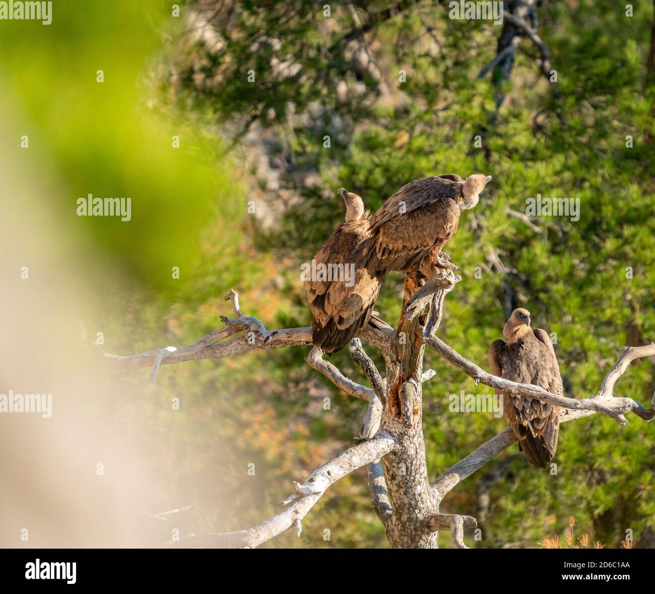 Three vultures alert looking in different directions Stock Photo - Alamy