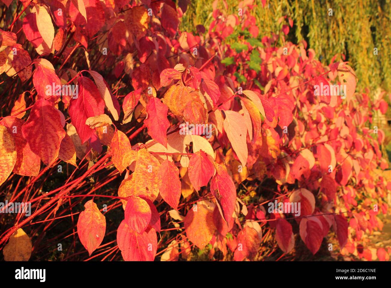 Red branches hi-res stock photography and images - Alamy