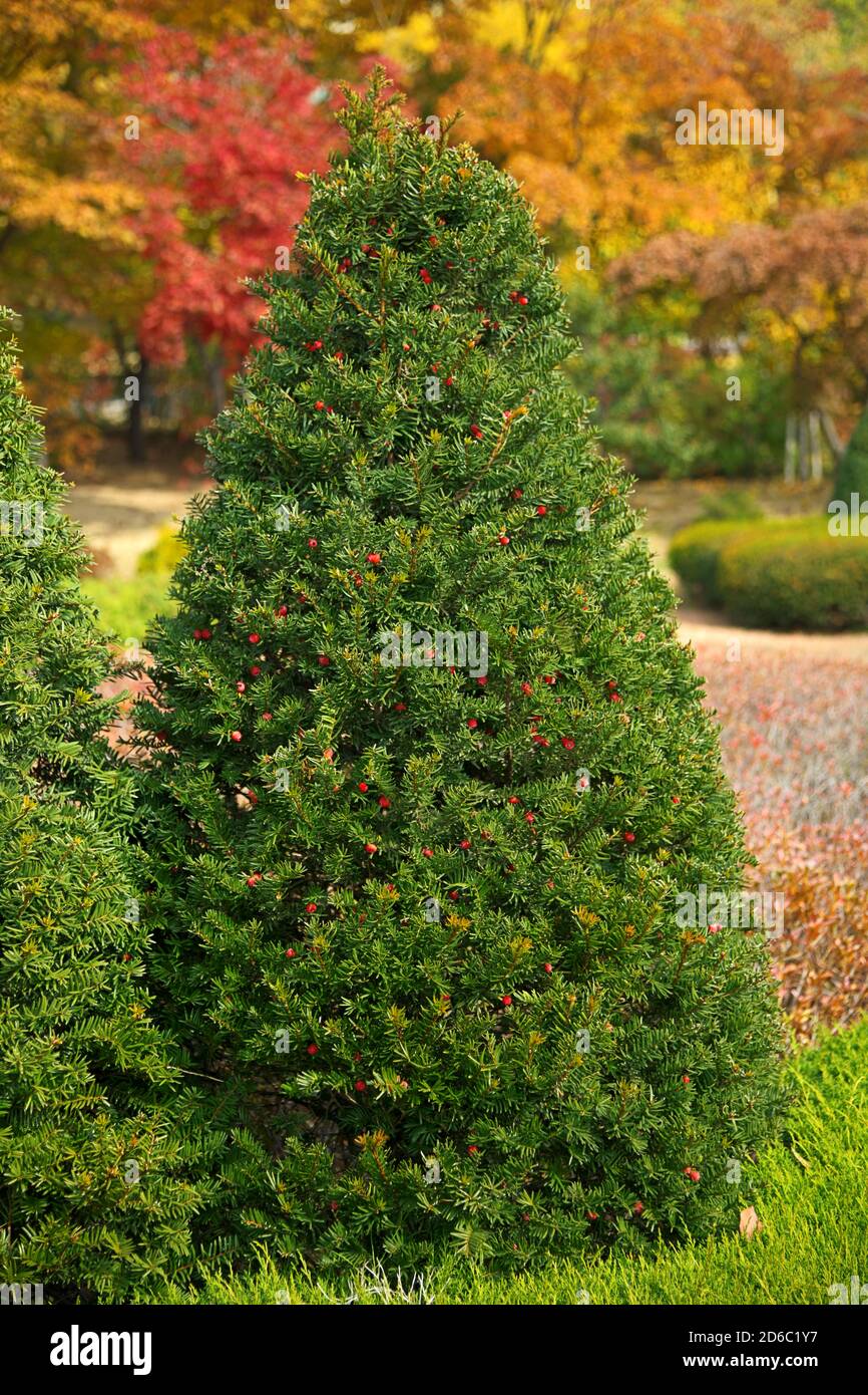 Young red pine tree hi-res stock photography and images - Alamy