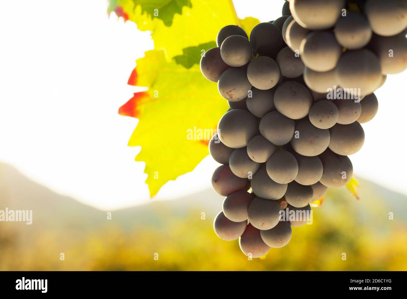 Red wine grapes in front of a landscape with hills in the blurred ...