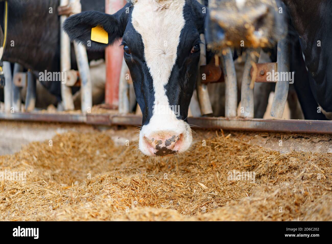 Milking cows eating hay in an outdoor cowshed Stock Photo - Alamy
