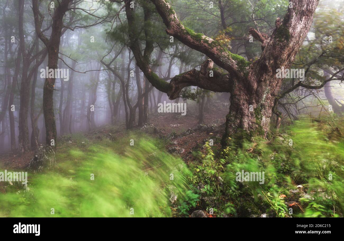 Old magical green trees in a foggy scary forest landscape Stock Photo ...