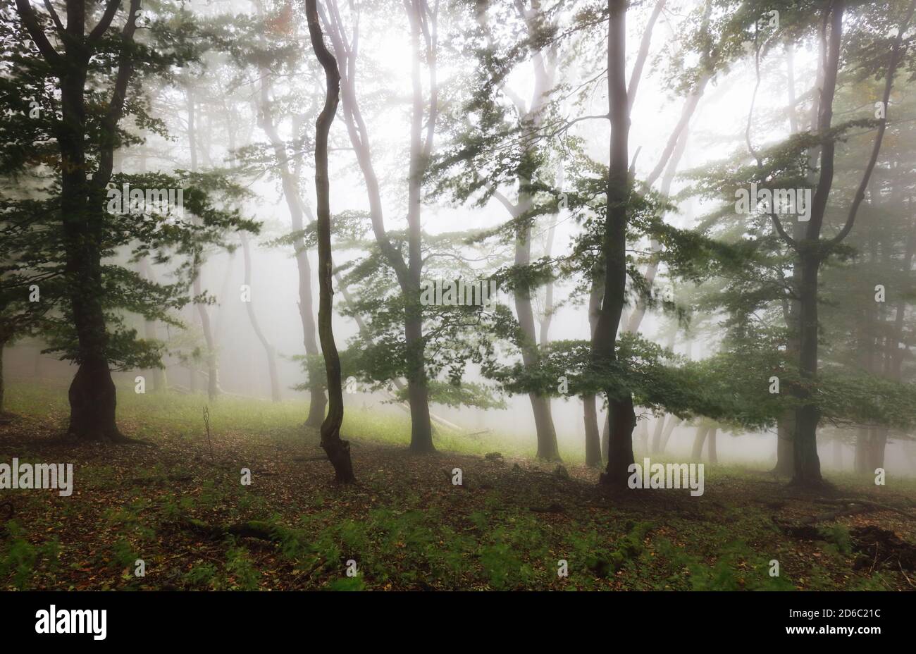 Gloomy landscape hi-res stock photography and images - Alamy