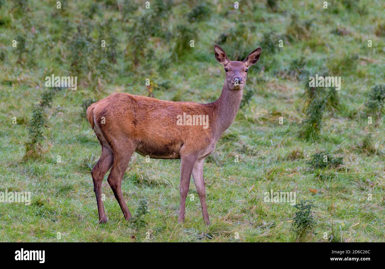 Red deer studley royal park hi-res stock photography and images - Alamy