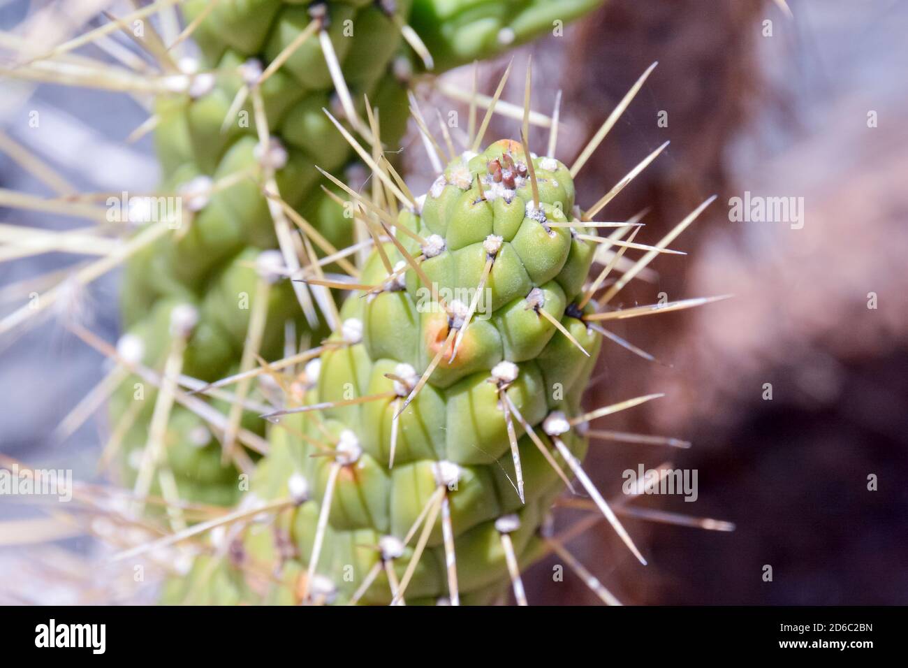 Cactus Texture Background Stock Photo - Alamy