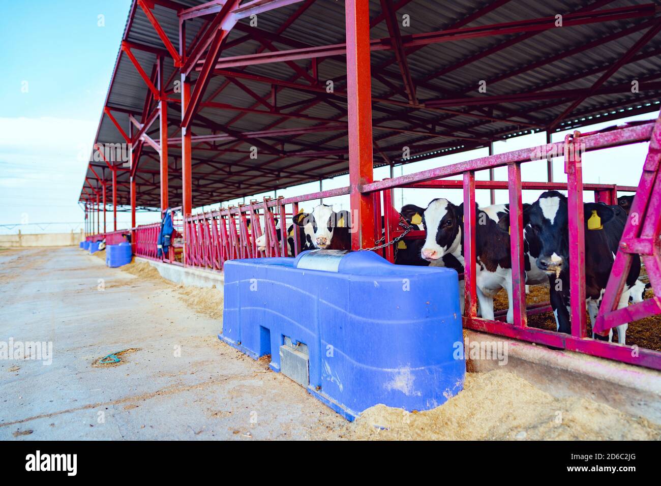 Modern outdoor cowshed with herd of milky cows Stock Photo - Alamy