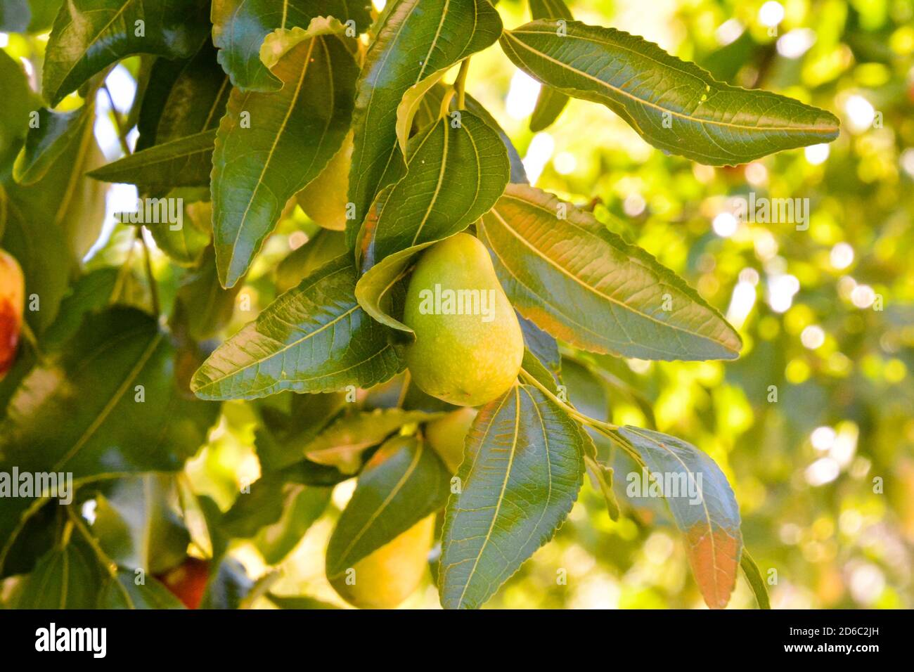 Zizyphus jujuba Fruit Stock Photo - Alamy