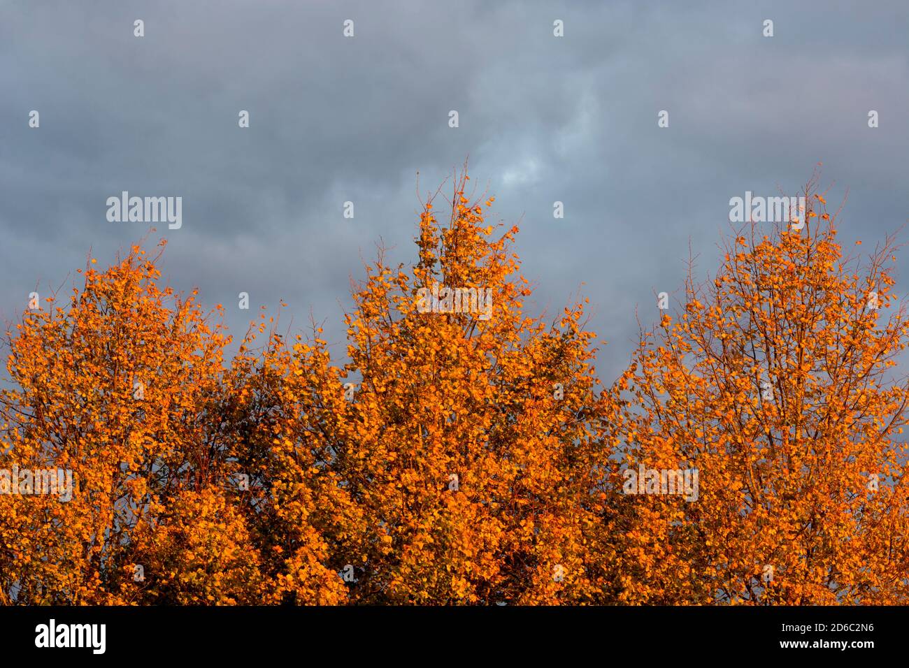 Lime trees in autumn lit up by late sunlight against a cloudy sky ...