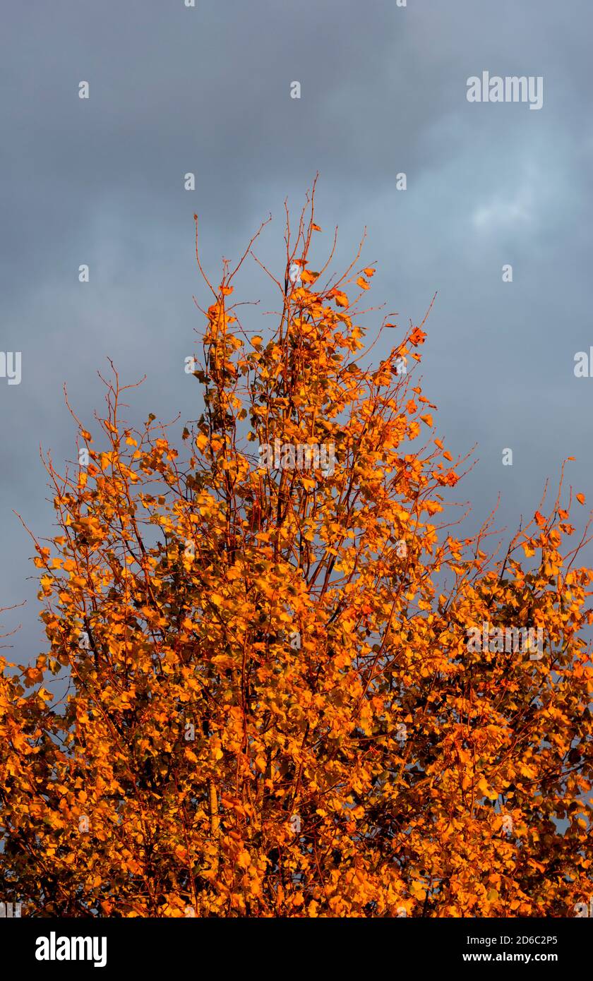 Lime Colours High Resolution Stock Photography and Images - Alamy