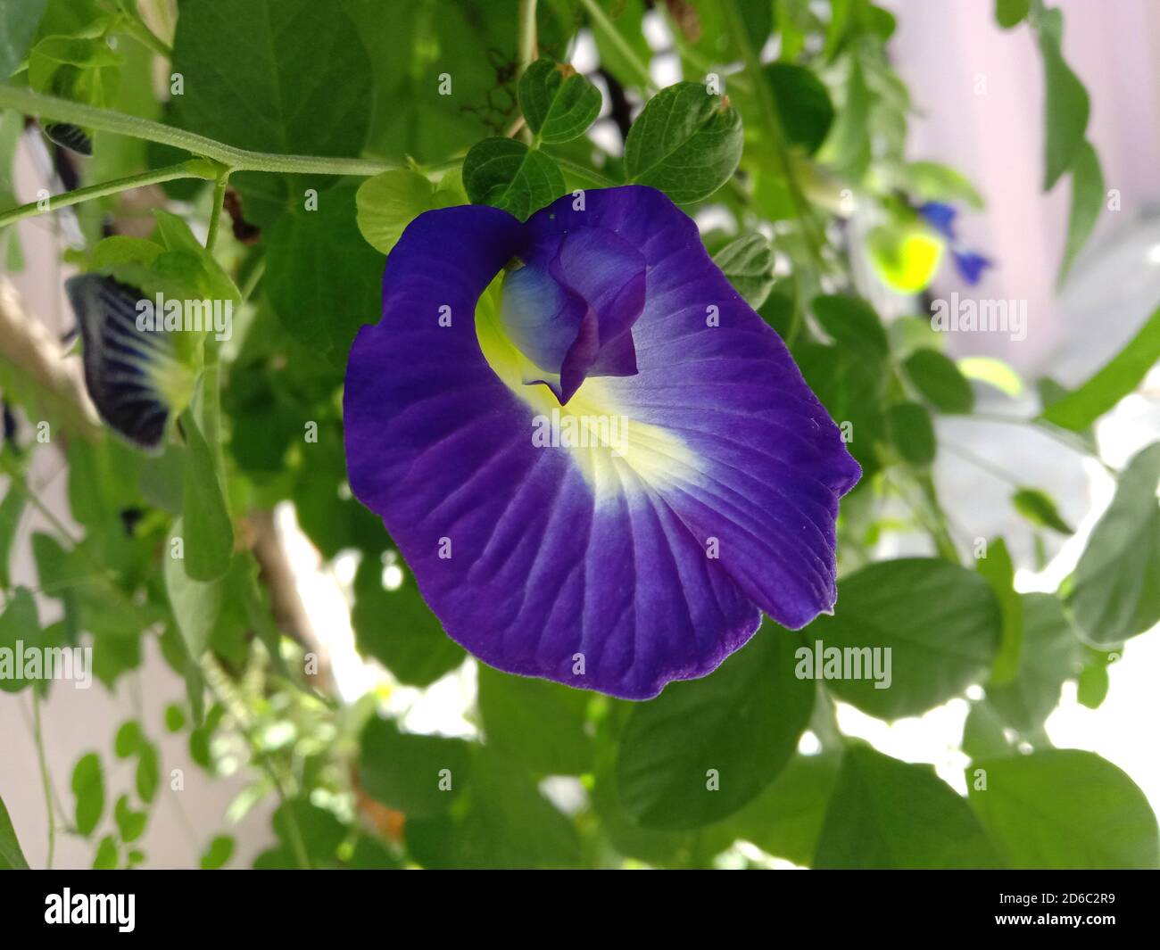 Sadaphuli flower hi-res stock photography and images - Alamy