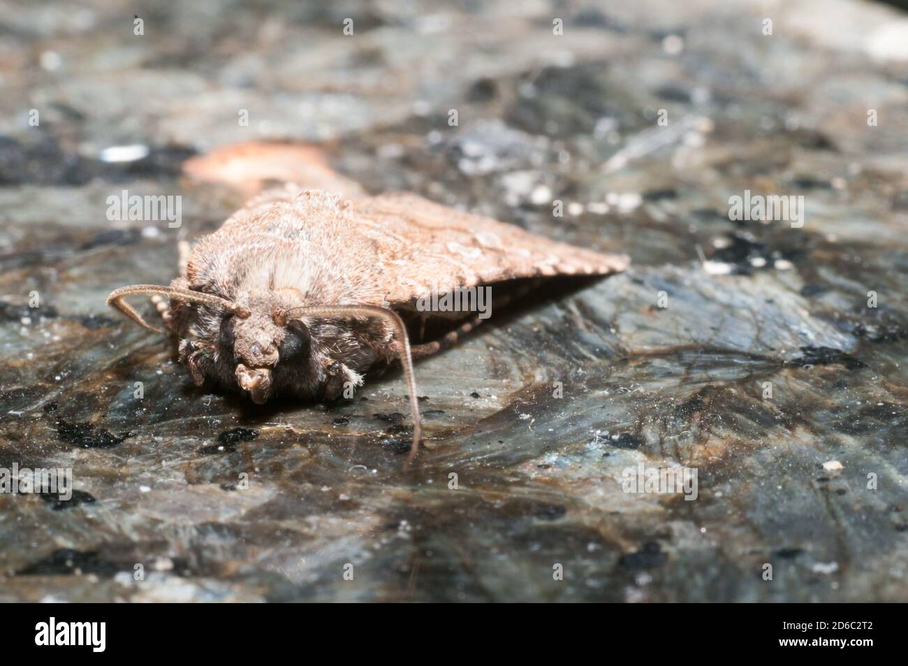 Night Insect Brown Moth Stock Photo - Alamy