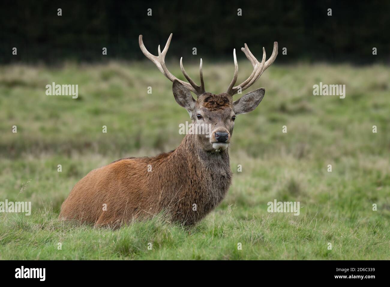 A close up portrait of a red deer stag lying on the grass looking ...