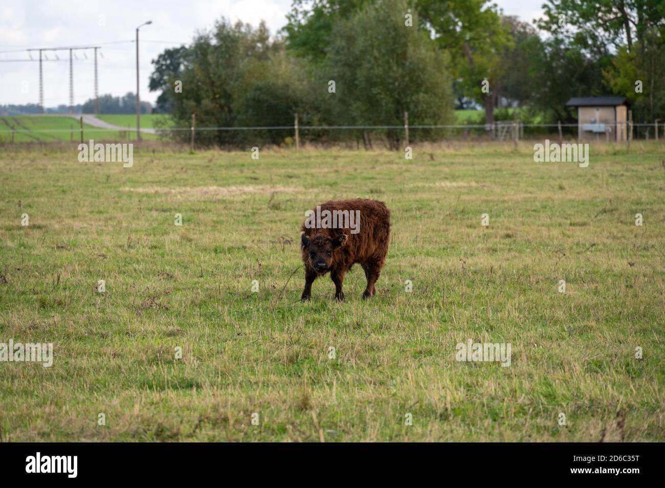 A young furry brown Galloway cow calf standing all alone in a pasture ...