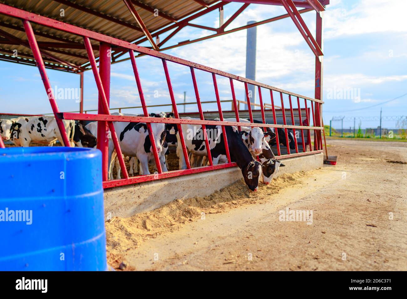 Modern outdoor cowshed with herd of milky cows Stock Photo - Alamy