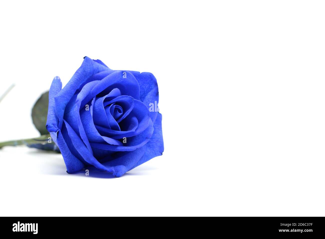 blue rose isolated on white background Stock Photo - Alamy
