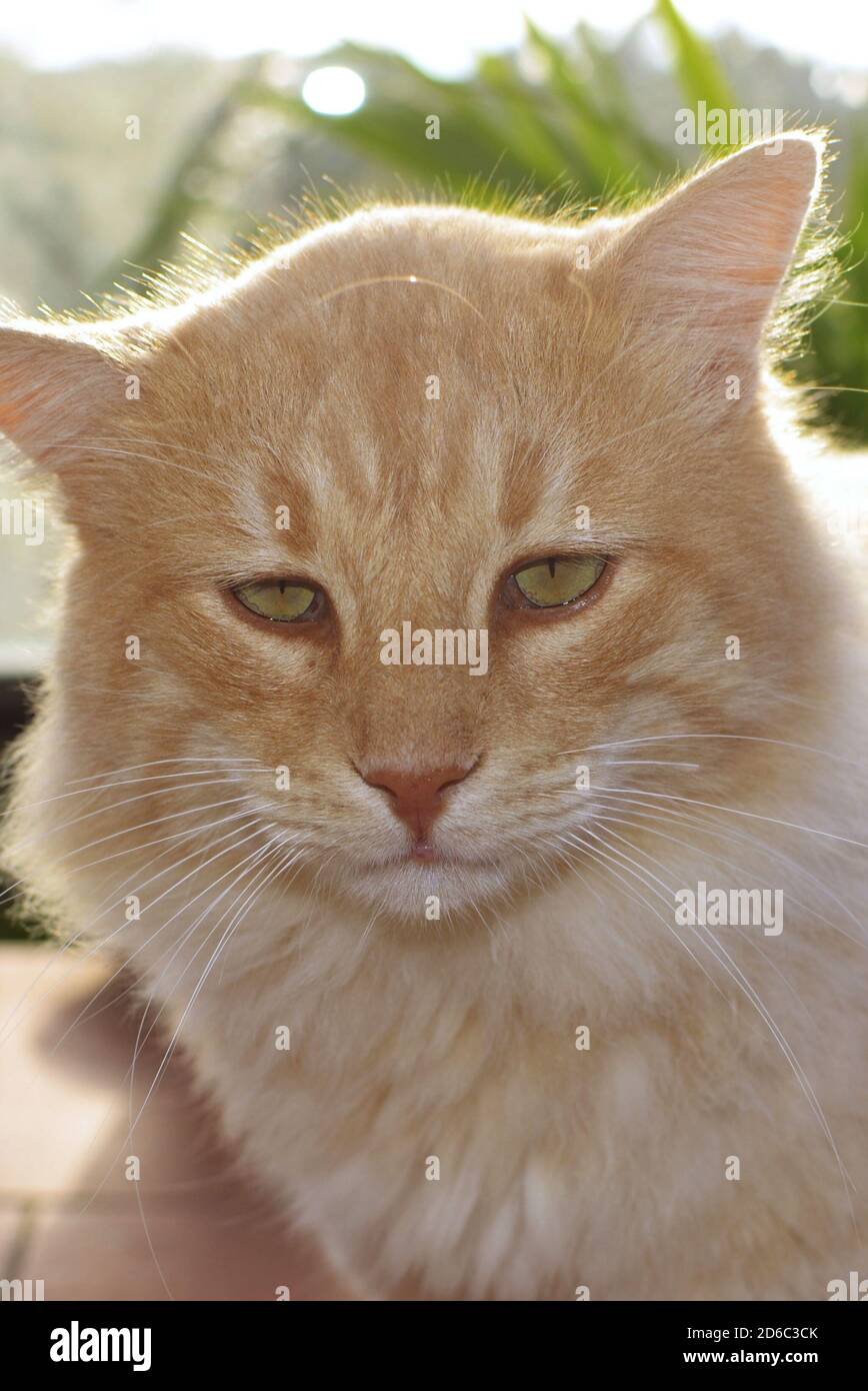 half-haired honey-colored domestic cat Stock Photo - Alamy