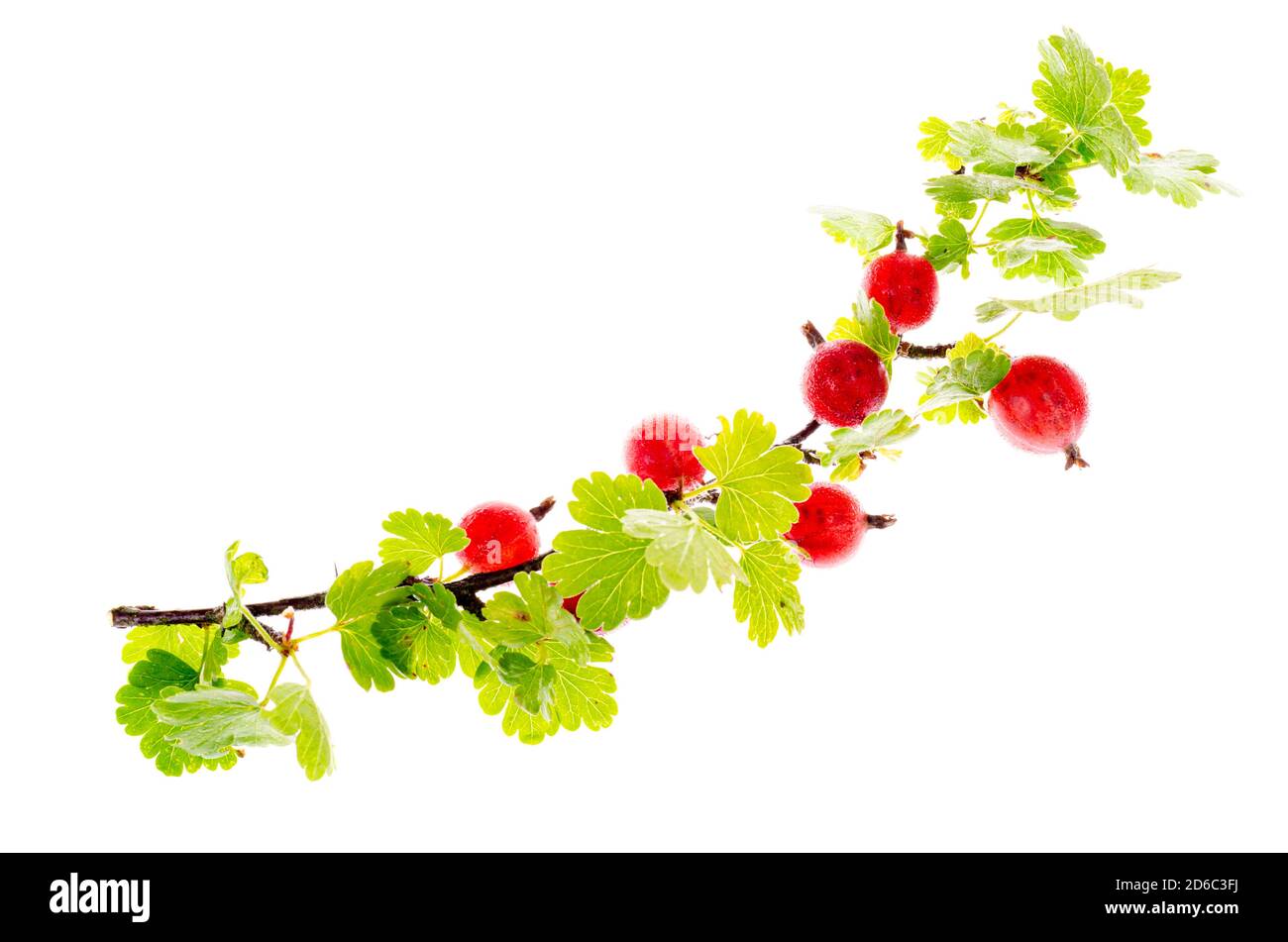 Branch of garden gooseberry with pink berries. Studio Photo Stock Photo ...
