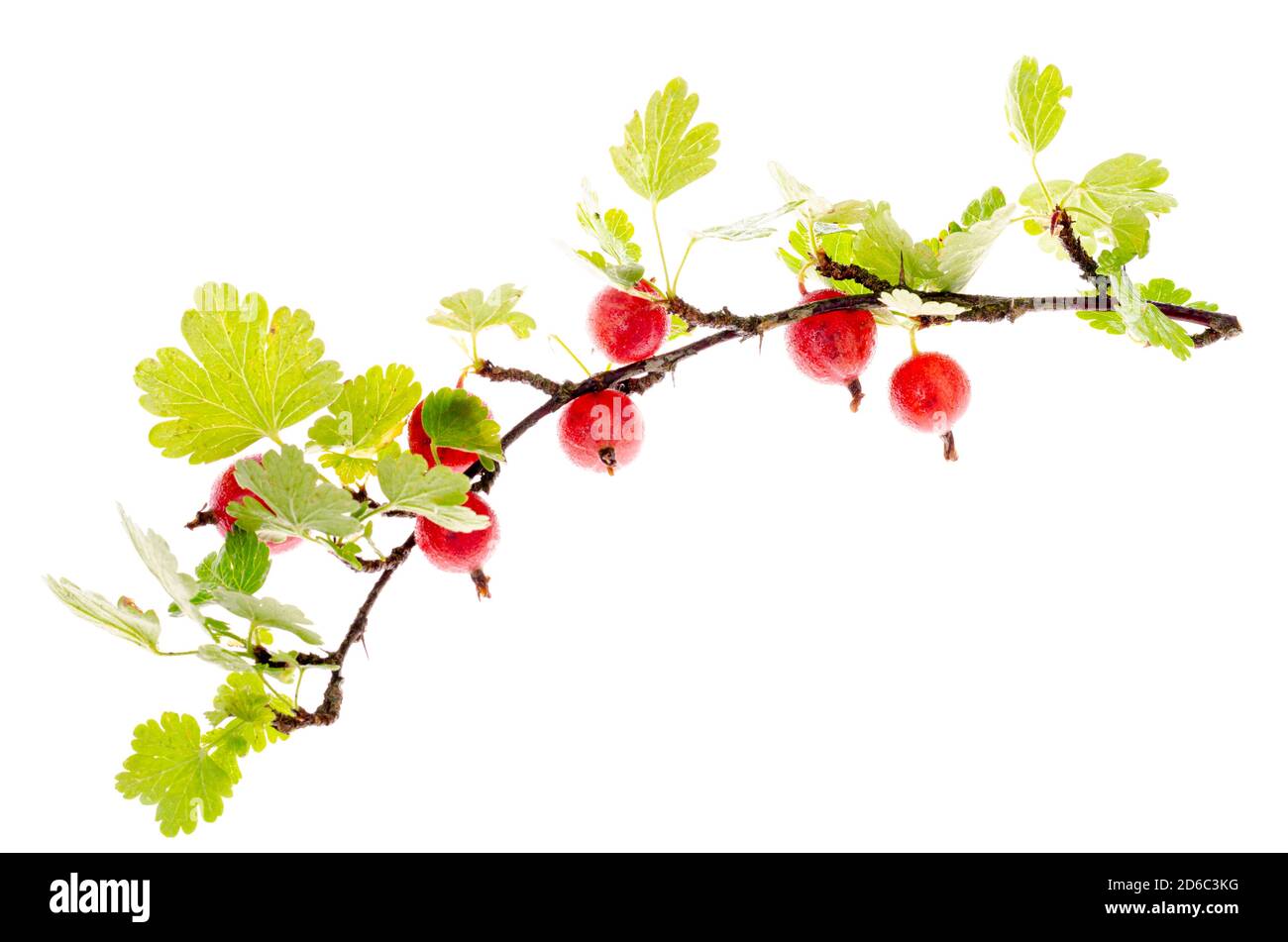 Branch of garden gooseberry with pink berries. Studio Photo Stock Photo ...