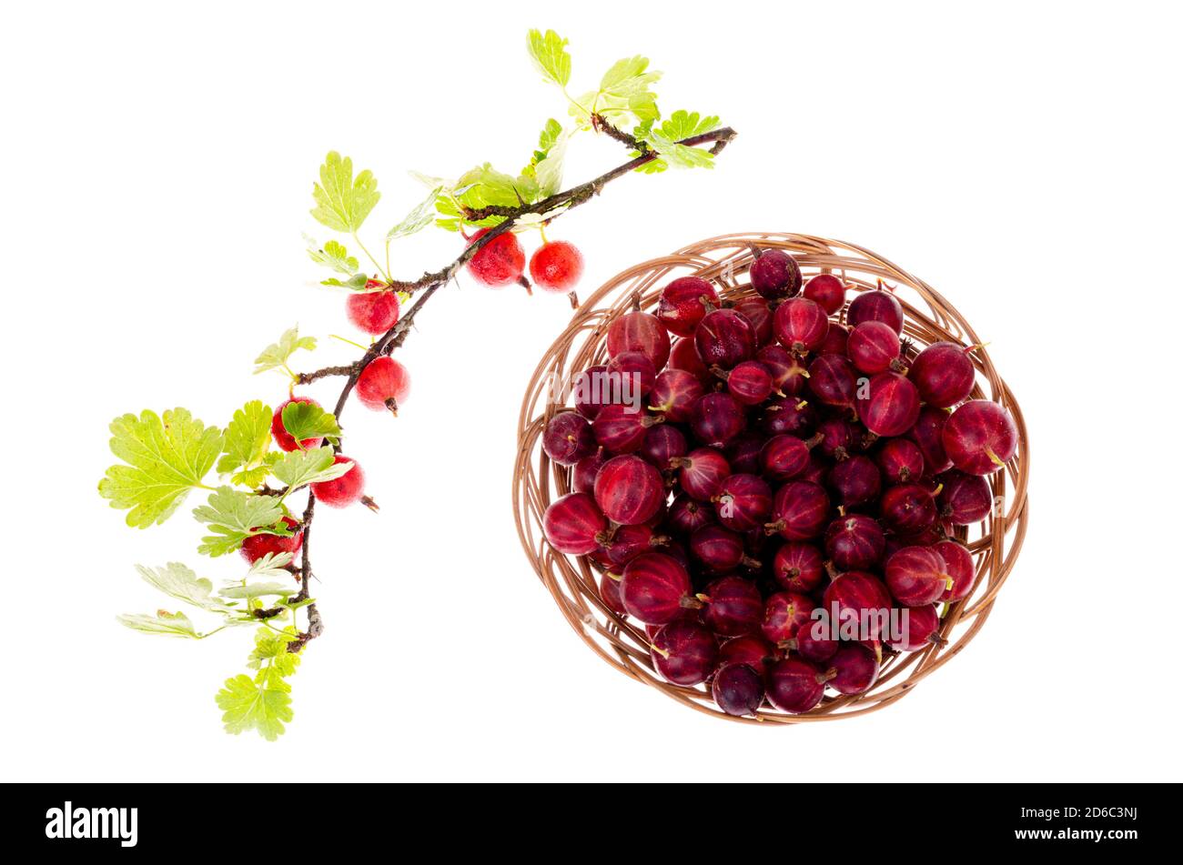 Gooseberry blossoms hi-res stock photography and images - Alamy