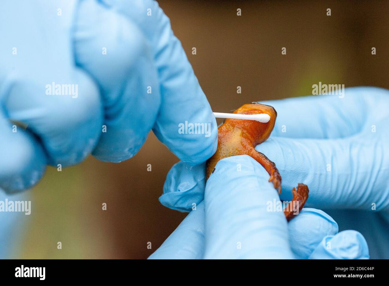 Amphibian chytrid fungus hi-res stock photography and images - Alamy