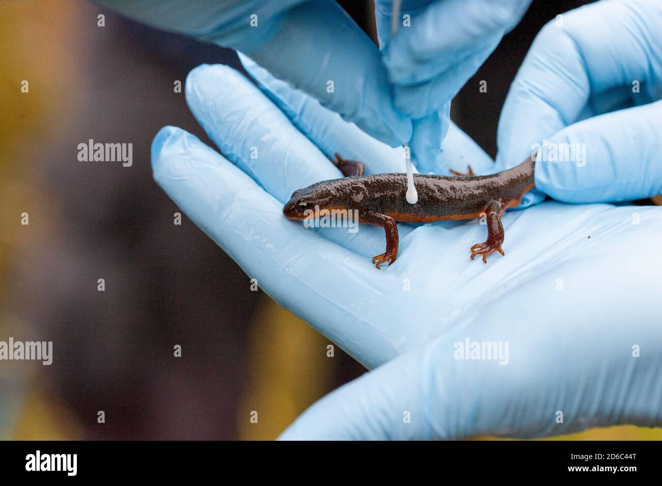 A scientist wearing blue latex rubber gloves swabs a rough-skinned newt ...