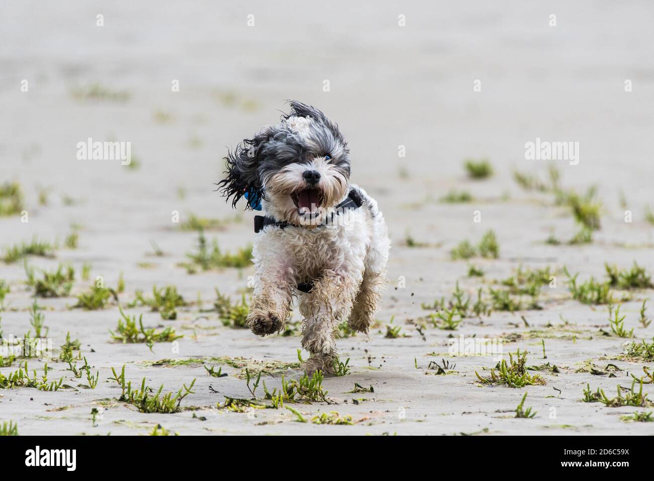 Shih tzu dog hi-res stock photography and images - Alamy