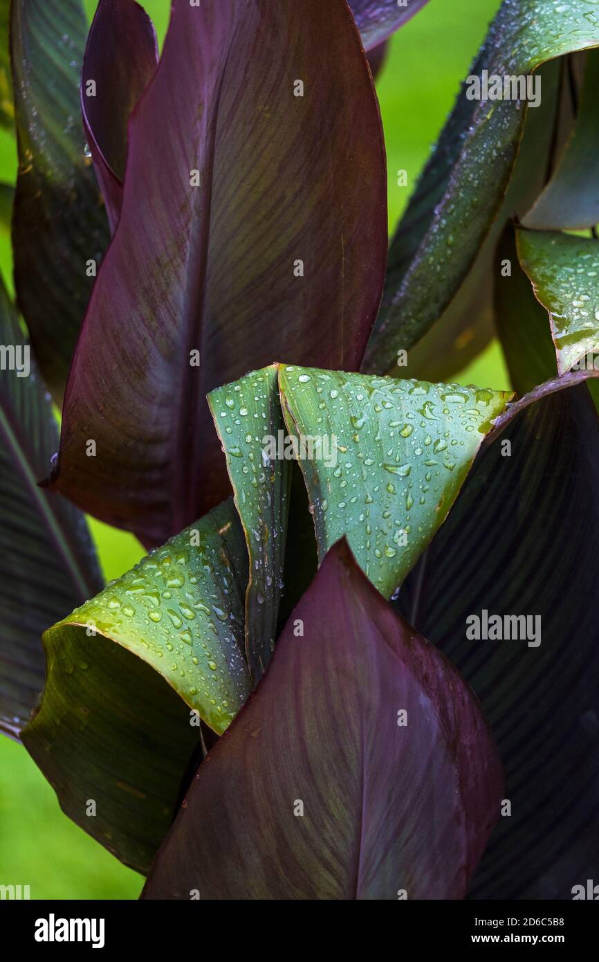 Rain drops on the leaves of a Musa Red Abyssinian Banana Ensete ...