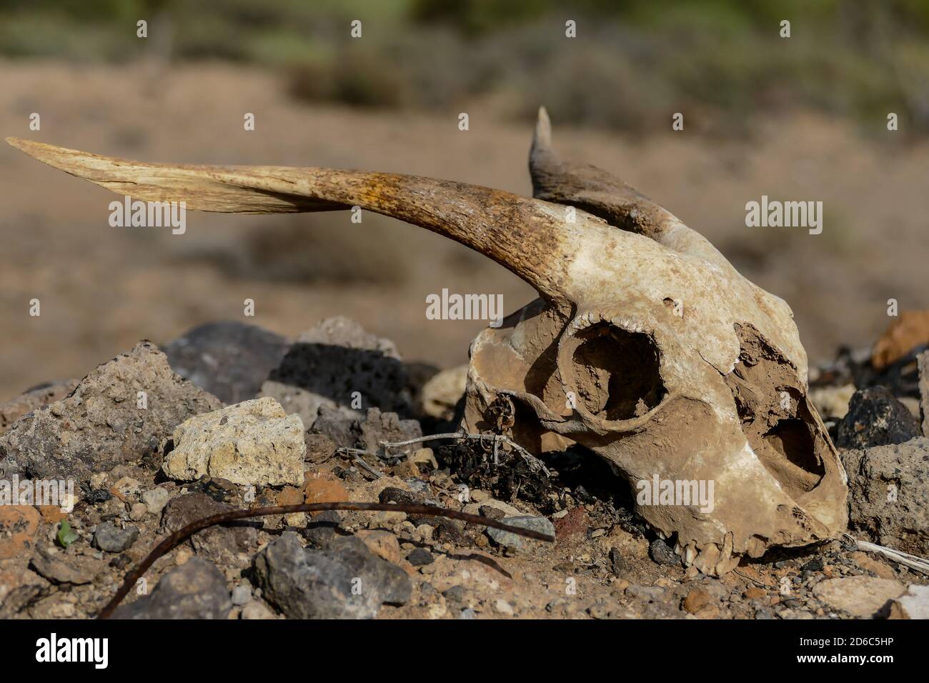 Dry Goat Skull Bone, Goat Skull background in the desert Stock Photo ...
