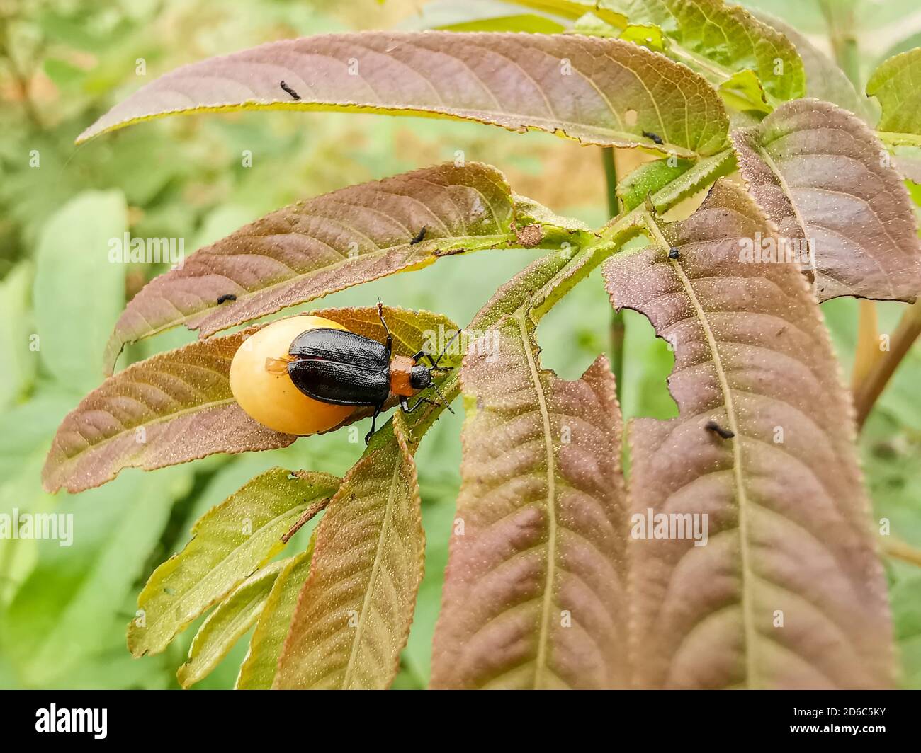 Goose egg shaped hi-res stock photography and images - Alamy