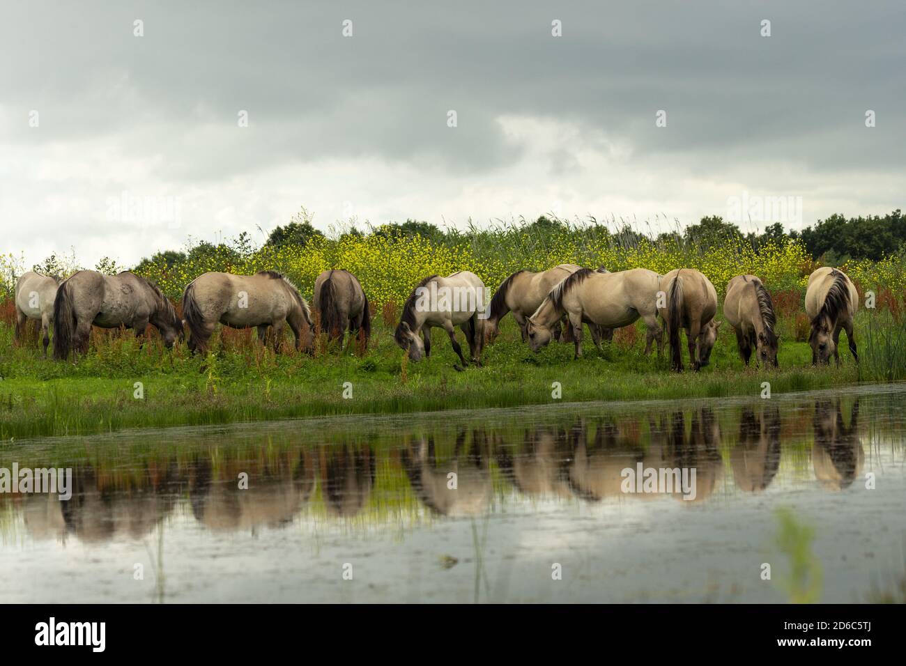 Rewilding rewilding experiment hi-res stock photography and images - Alamy