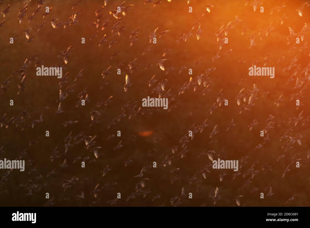 Songbird flock migration night hi-res stock photography and images - Alamy
