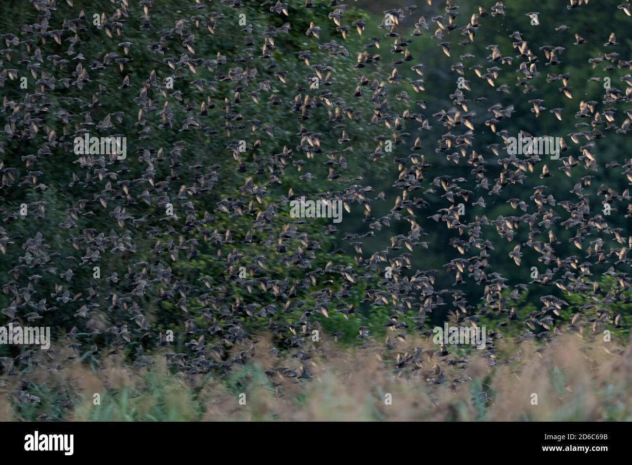 Songbird flock migration night hi-res stock photography and images - Alamy