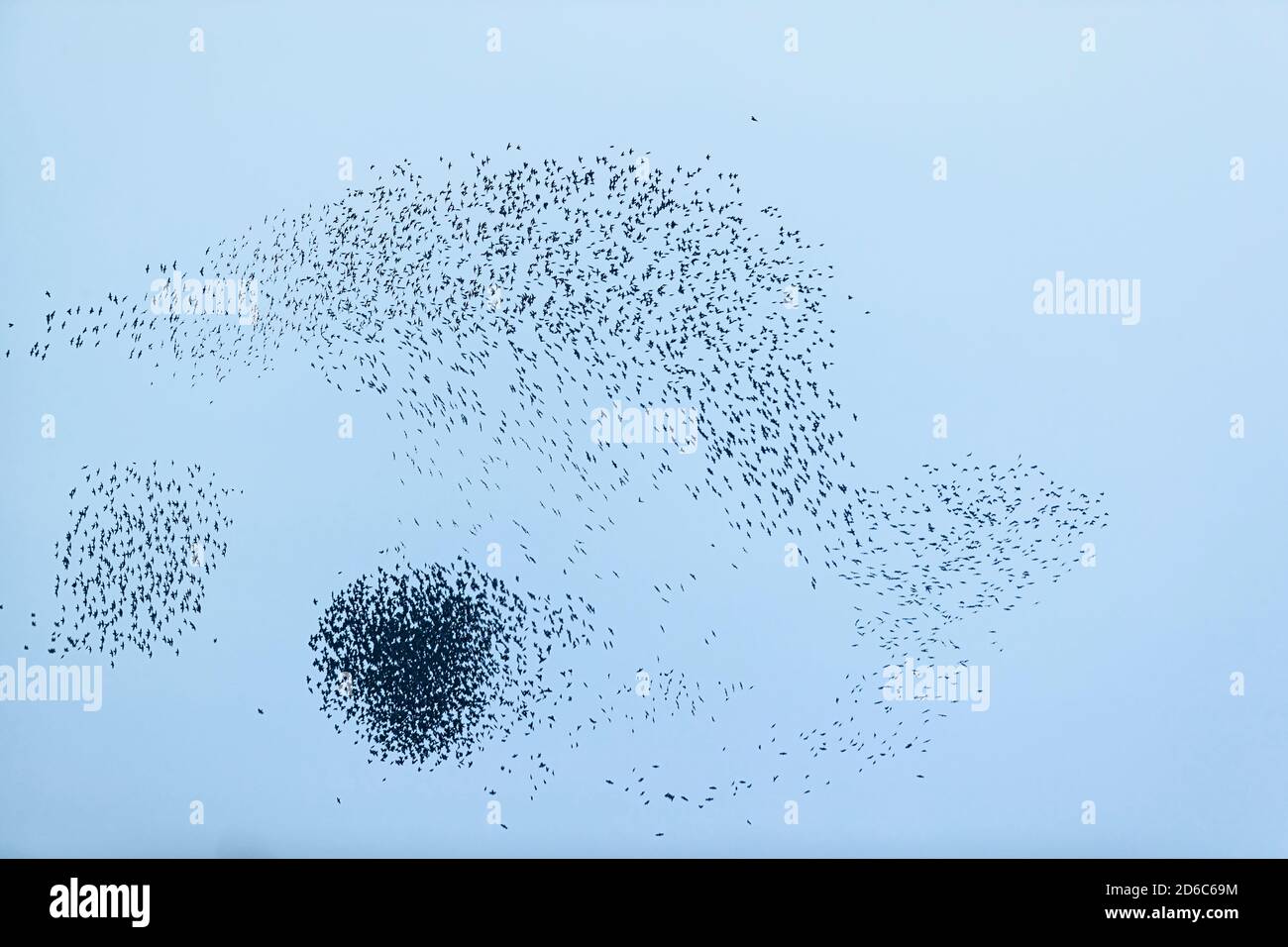Songbird flock migration night hi-res stock photography and images - Alamy