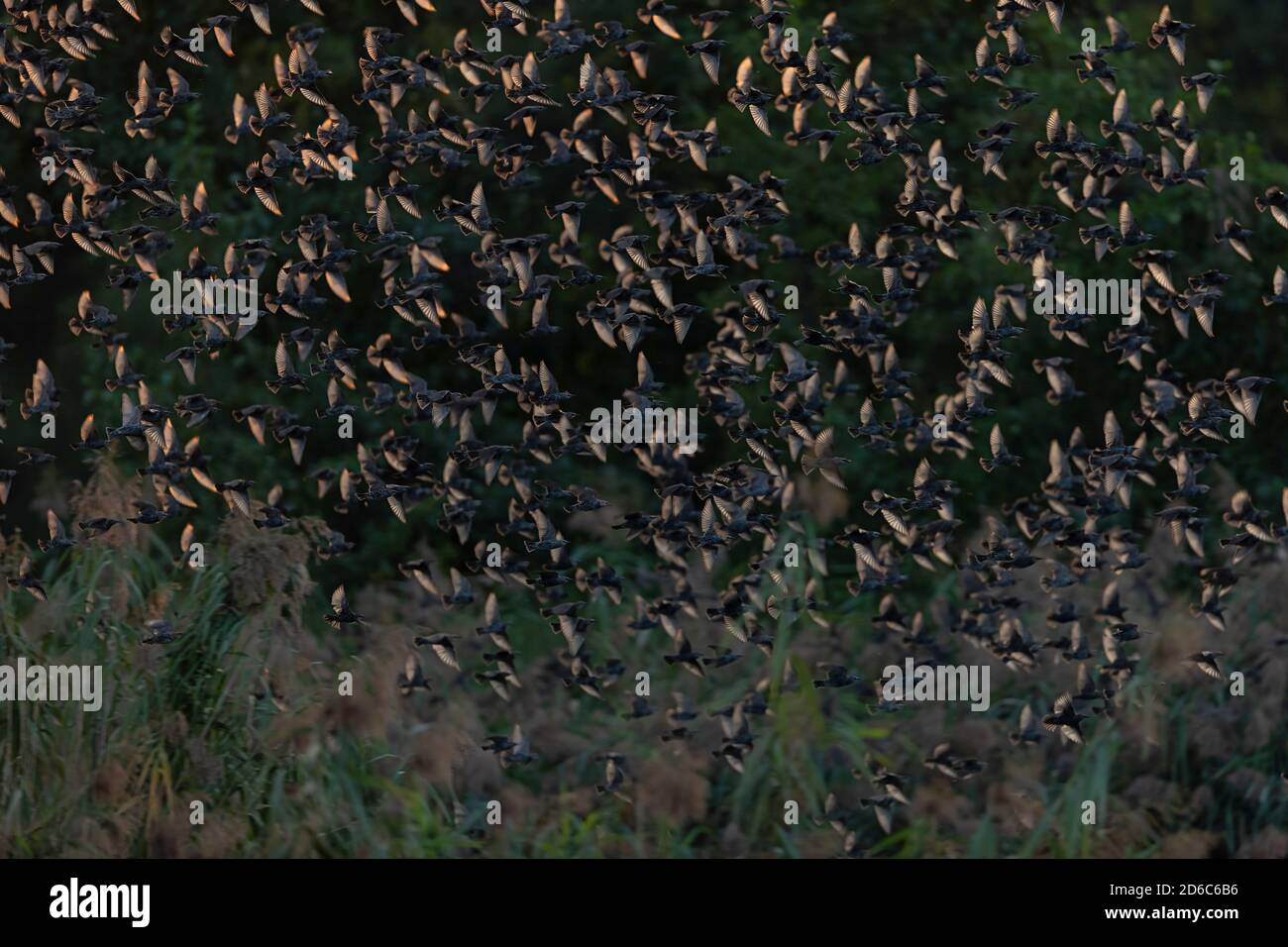 A flock of Common Starlings (Sturnus vulgaris) flying over it's night ...