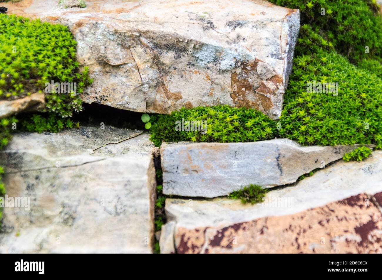 detail of moss growing in old stone wall Stock Photo - Alamy