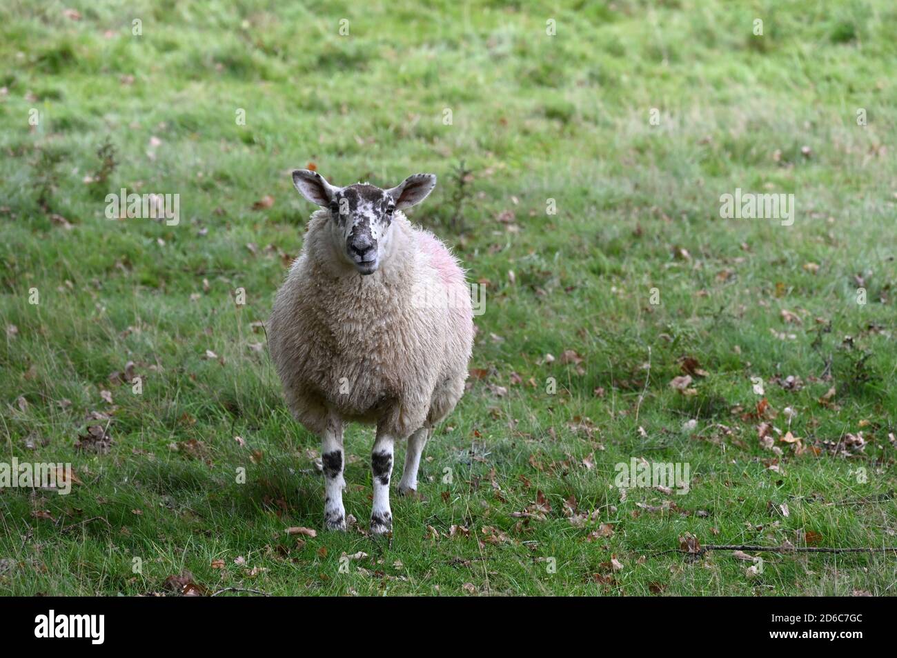Sheep in the park at Broughton Castle near Banbury, Oxfordshire Stock ...