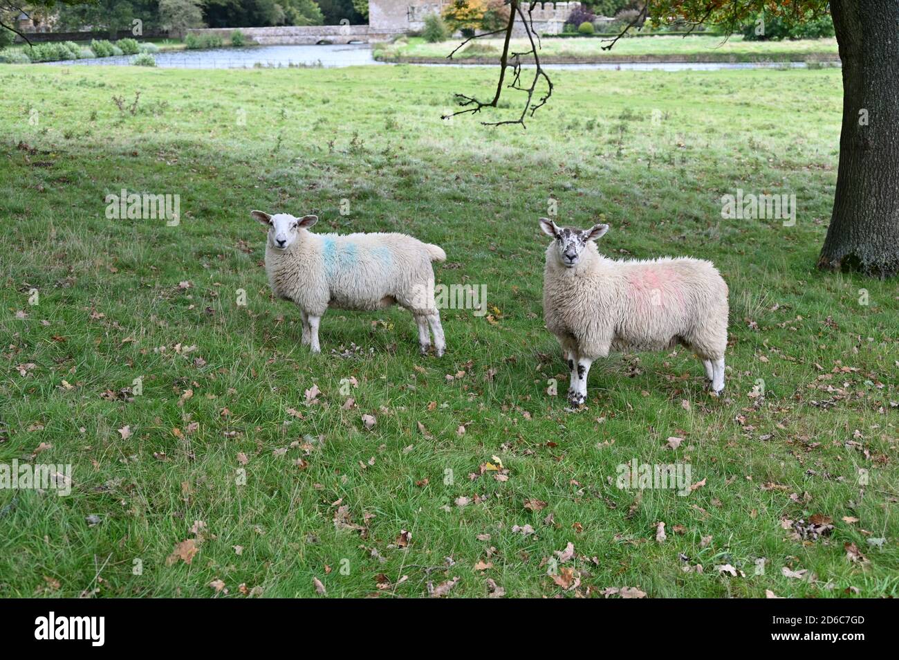 Sheep in the park at Broughton Castle near Banbury, Oxfordshire Stock ...