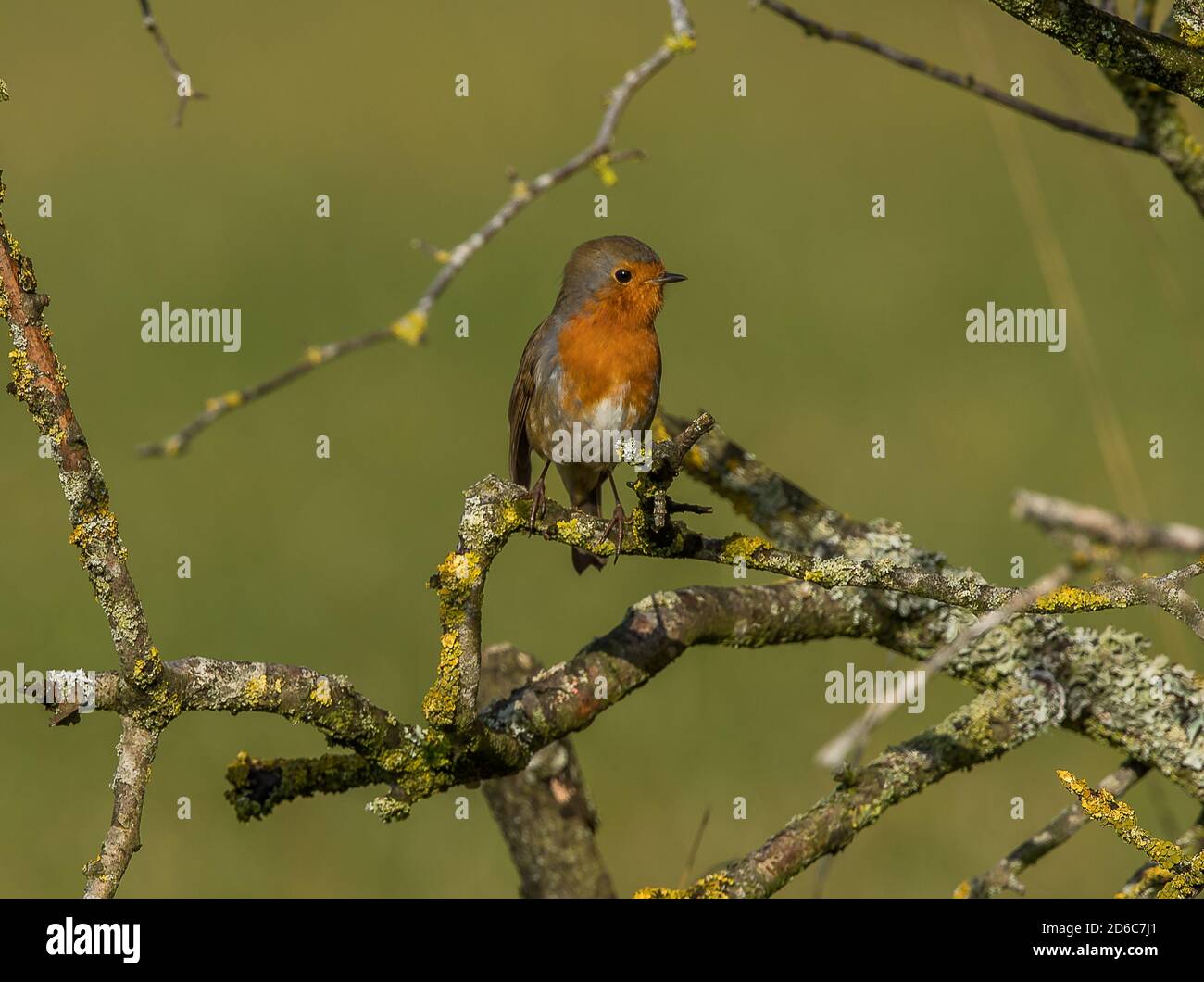 Robin in open fields hi-res stock photography and images - Alamy