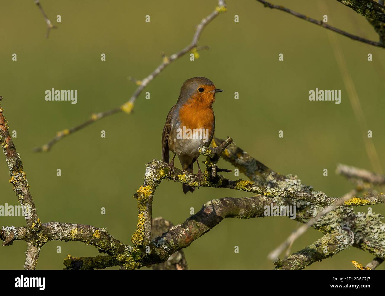 Robin in open fields hi-res stock photography and images - Alamy