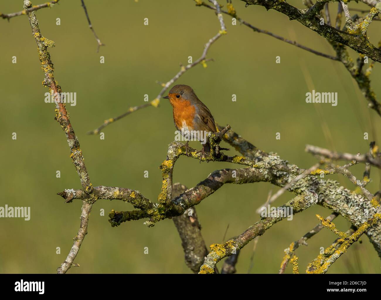 Robin in open fields hi-res stock photography and images - Alamy