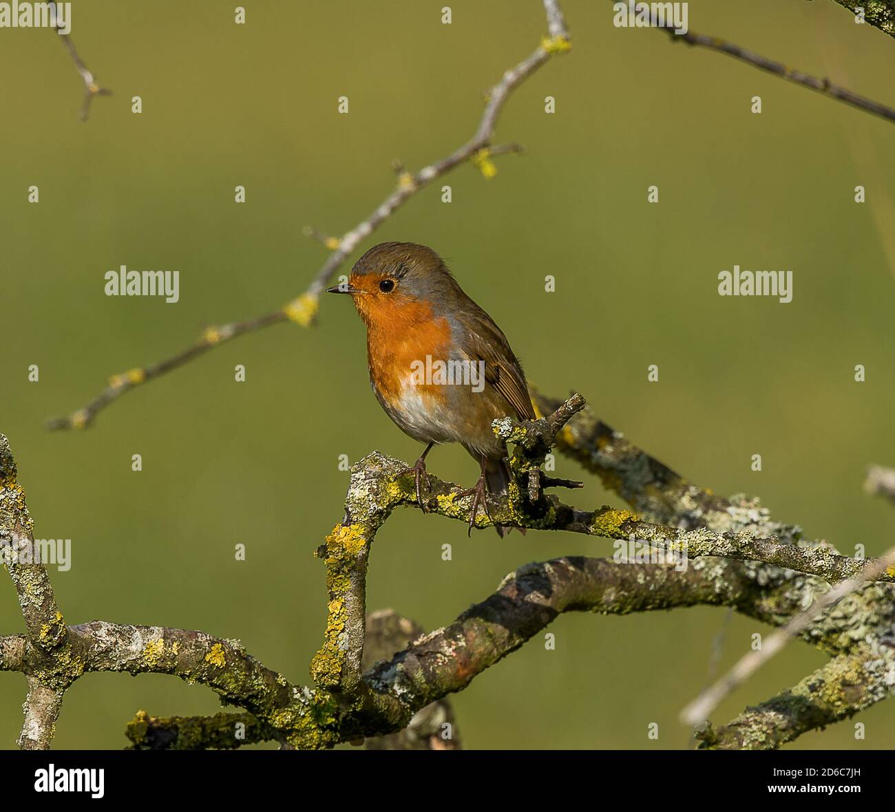 Robin in open fields hi-res stock photography and images - Alamy