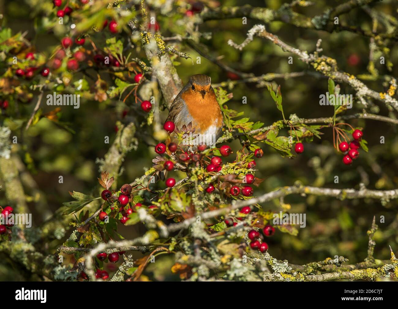 Robin in open fields hi-res stock photography and images - Alamy