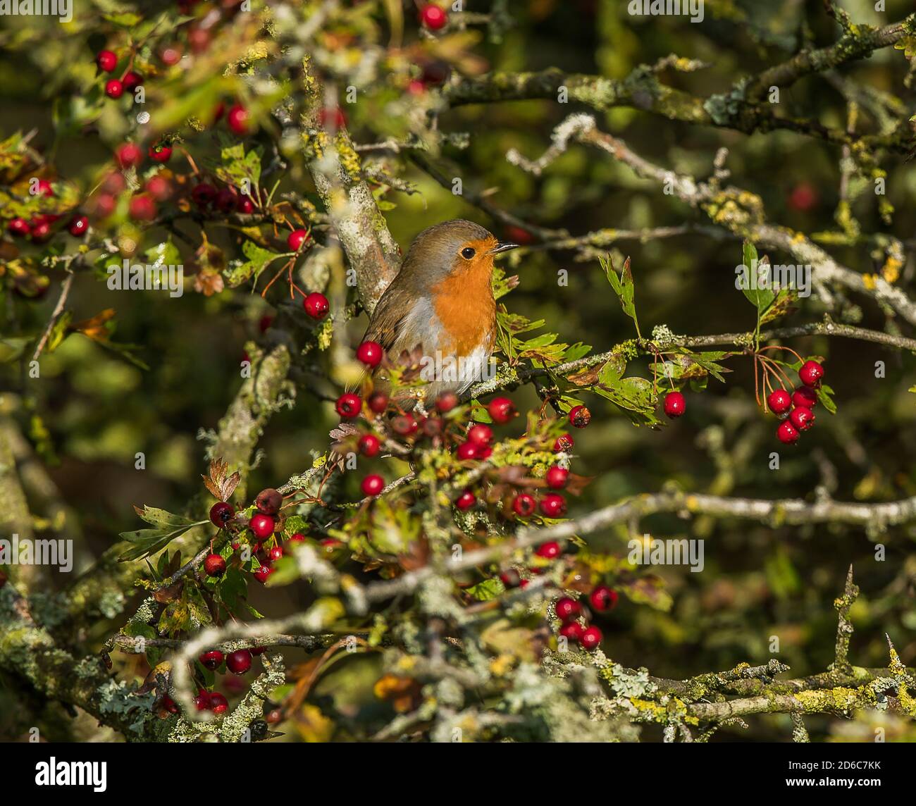 Robin in open fields hi-res stock photography and images - Alamy