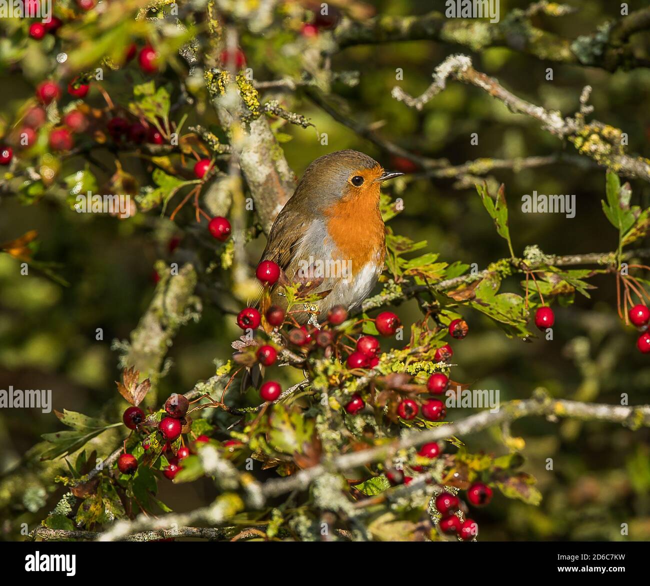 Robin in open fields hi-res stock photography and images - Alamy