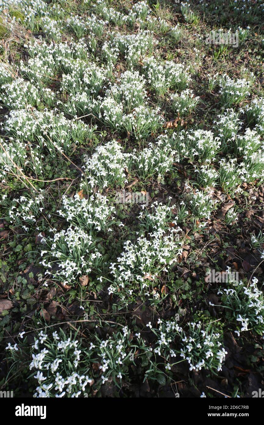 Ayrshire, Scotland, Snowdrops in woodland.Galanthus is a small genus of ...