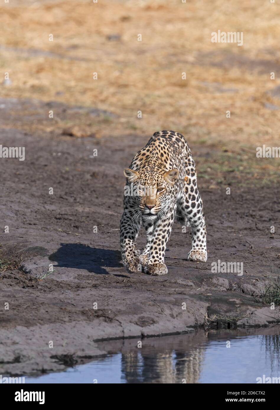 Leopard (Panthera pardus) front view, intense stare. Etosha National ...