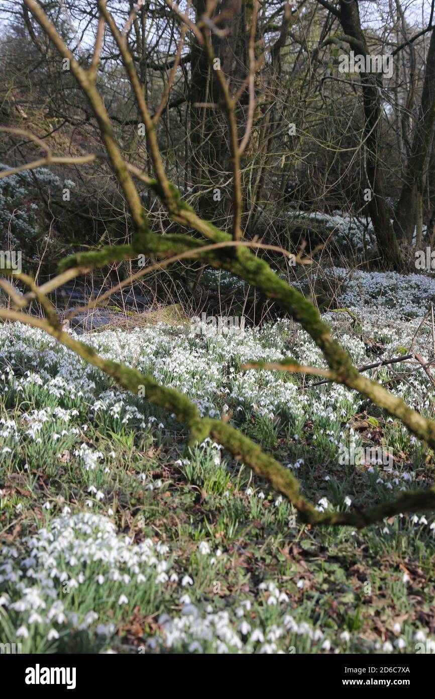 Tepals in two circles hi-res stock photography and images - Alamy